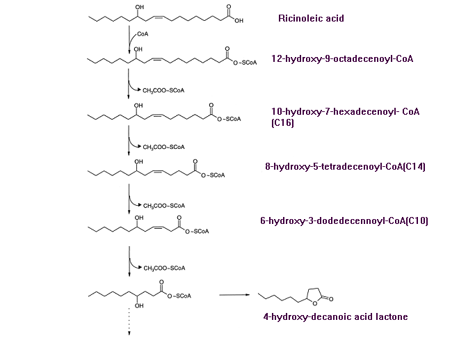 Decanedioic acid hay Sebacic acid